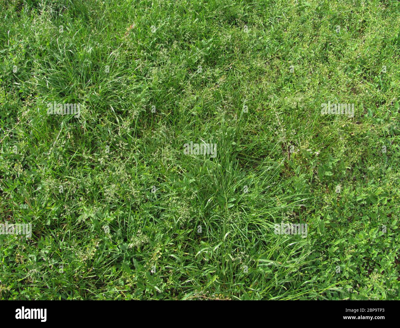 green grass natural spring background Stock Photo - Alamy