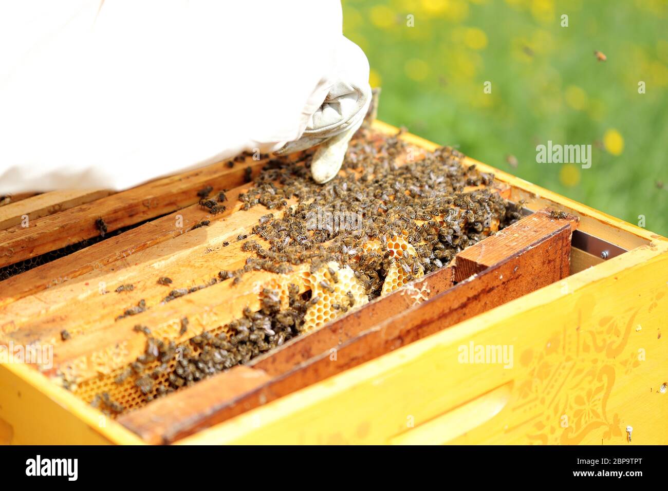 bee keeper is working on an open bee hive Stock Photo - Alamy
