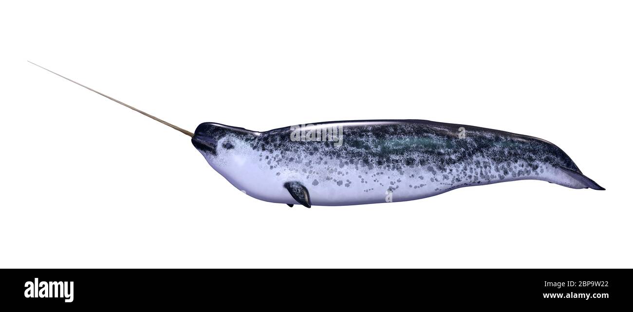 3D rendering of a male narwhal or Monodon monoceros, or narwhale ...