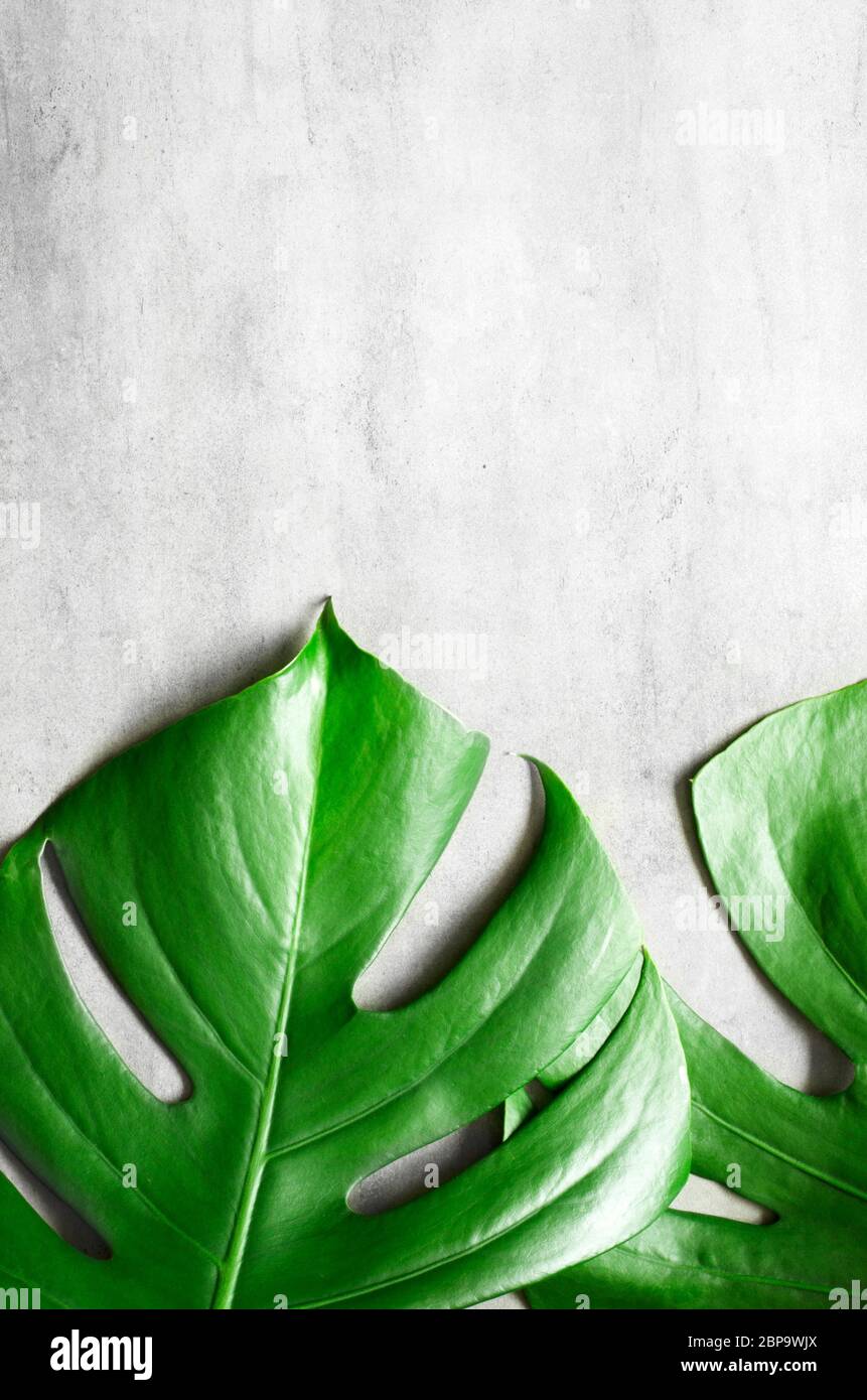 Monstera leaf on grey concrete background. View from above. Monstera ...