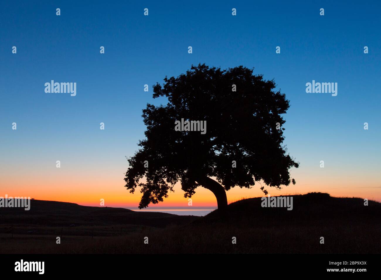 Sunrise oak tree hi-res stock photography and images - Alamy
