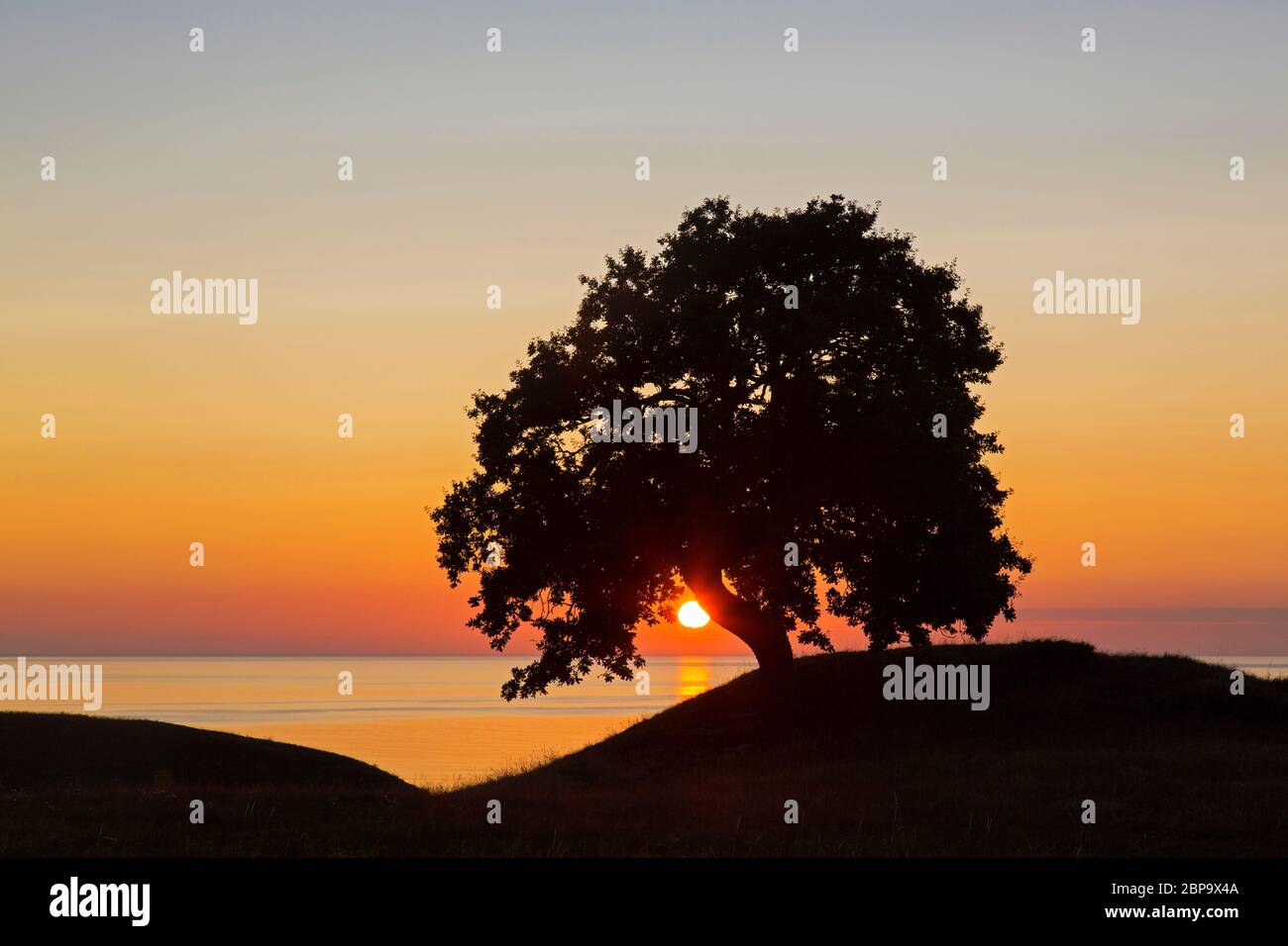 Common oak / pedunculate oak / English oak tree (Quercus robur ...