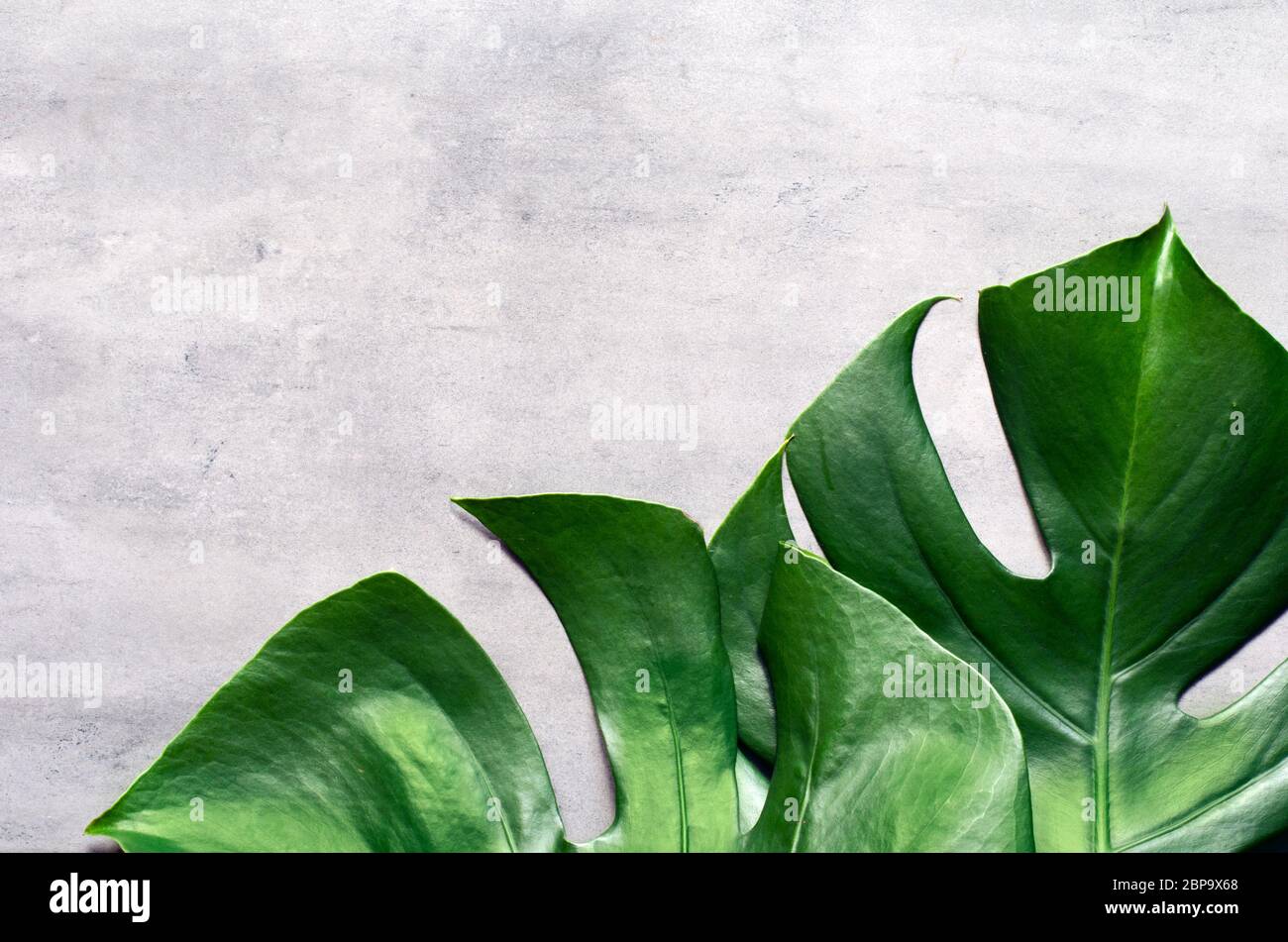 Monstera leaf on grey concrete background. View from above. Monstera ...