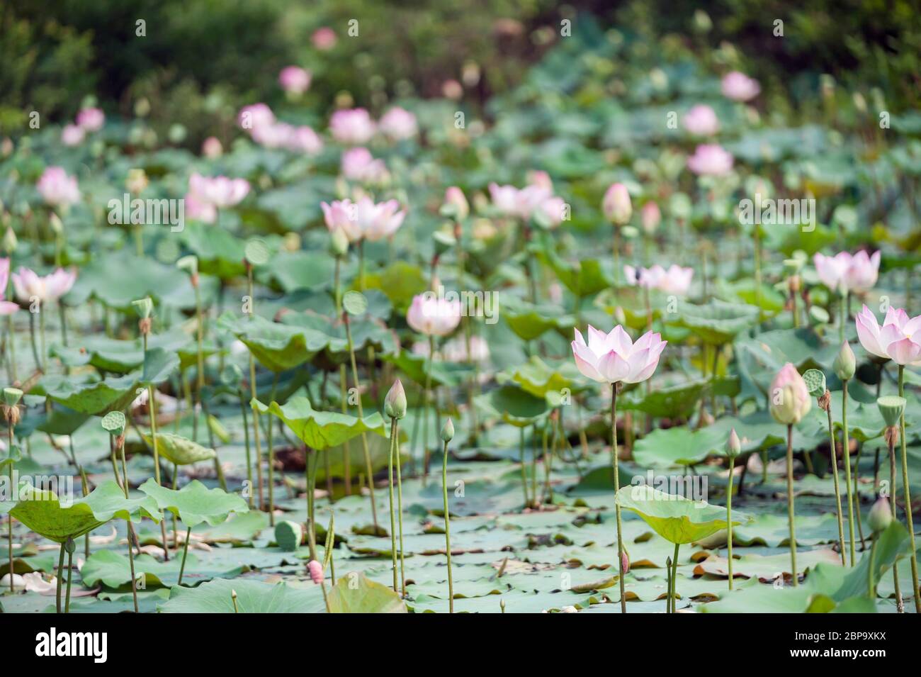 Growing Nelumbo Nucifera