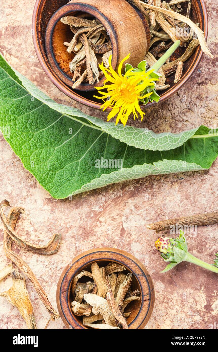 Roots and rhizomes of elecampane.Medicinal plant inula Stock Photo - Alamy