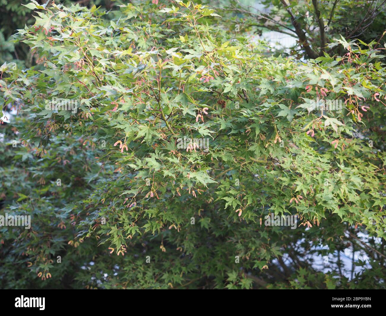 maple acer (Acer Rubrum) aka swamp maple, water maple or soft maple ...