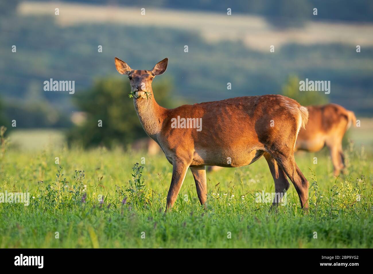 Side view of red deer, cervus elaphus, hind standing on a green meadow ...