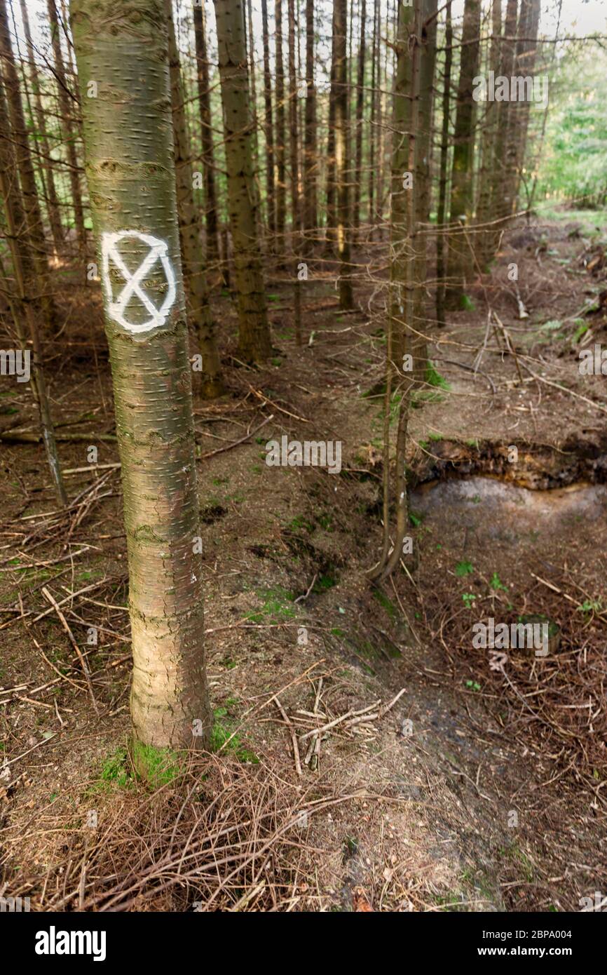 View into an autumnal coniferous forest with tree marked for ...