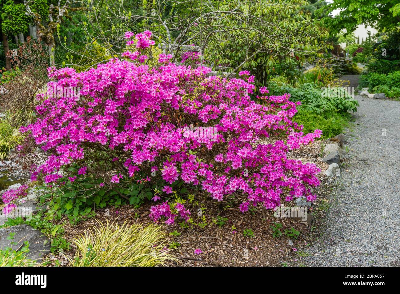 A brilliant pink Azalea bush in a garden in Seata, Washington Stock ...