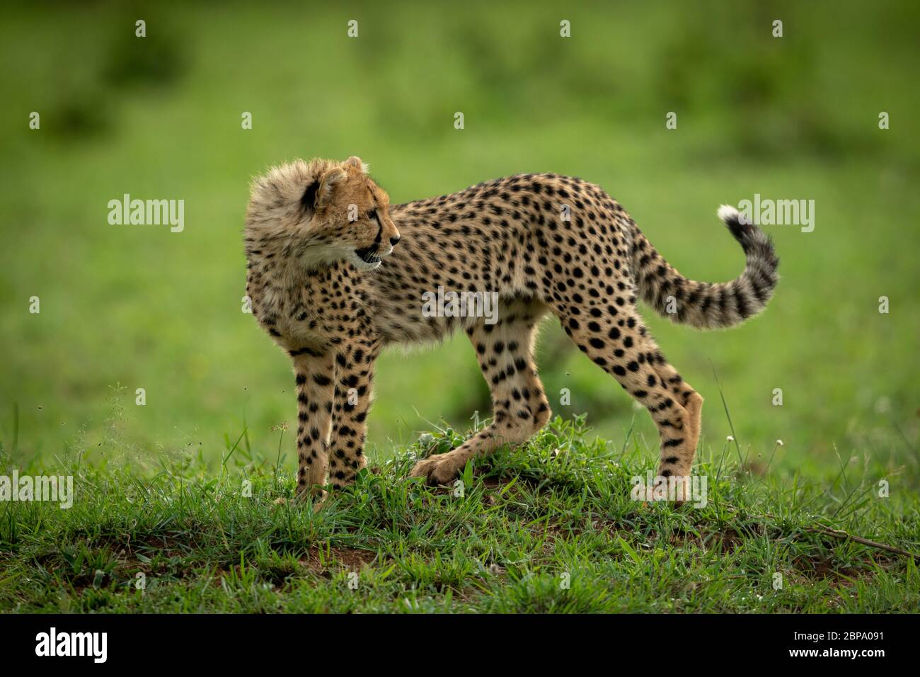 Cheetah cub stands on mound looking back Stock Photo - Alamy