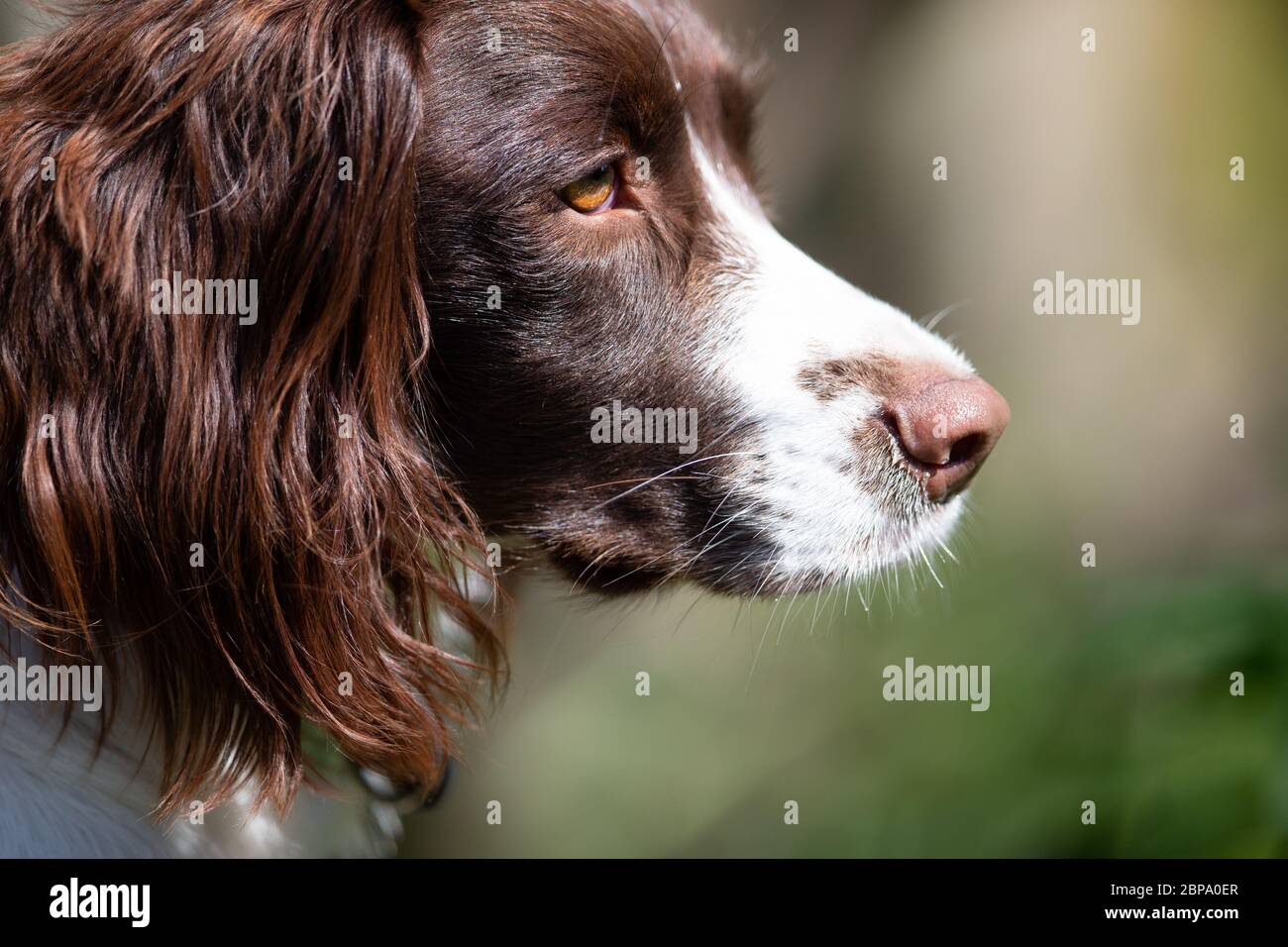 English springer spaniel police hi-res stock photography and images - Alamy