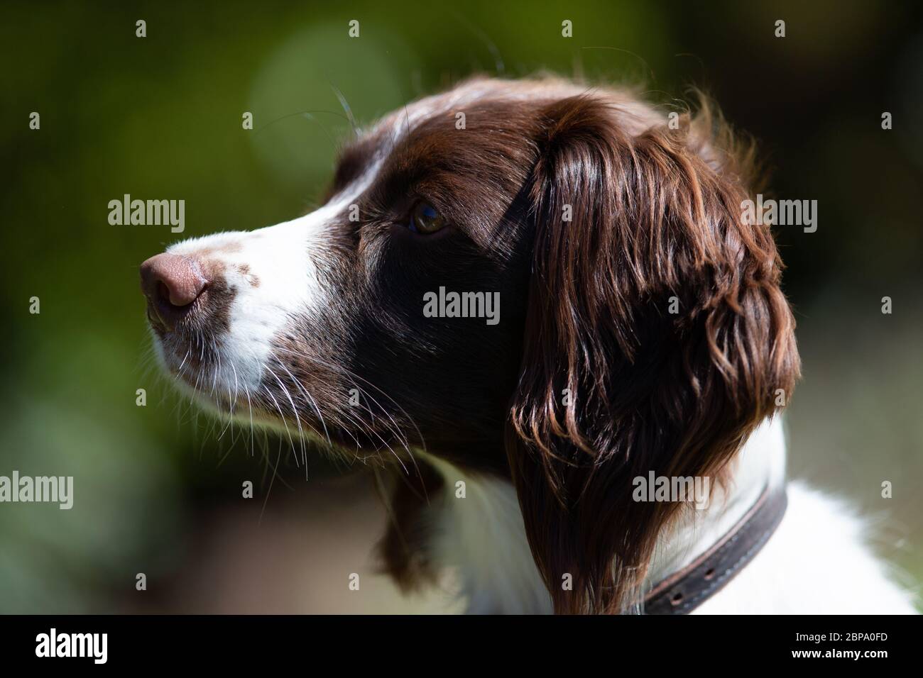English Springer Spaniel, side portrait, detail Stock Photo - Alamy