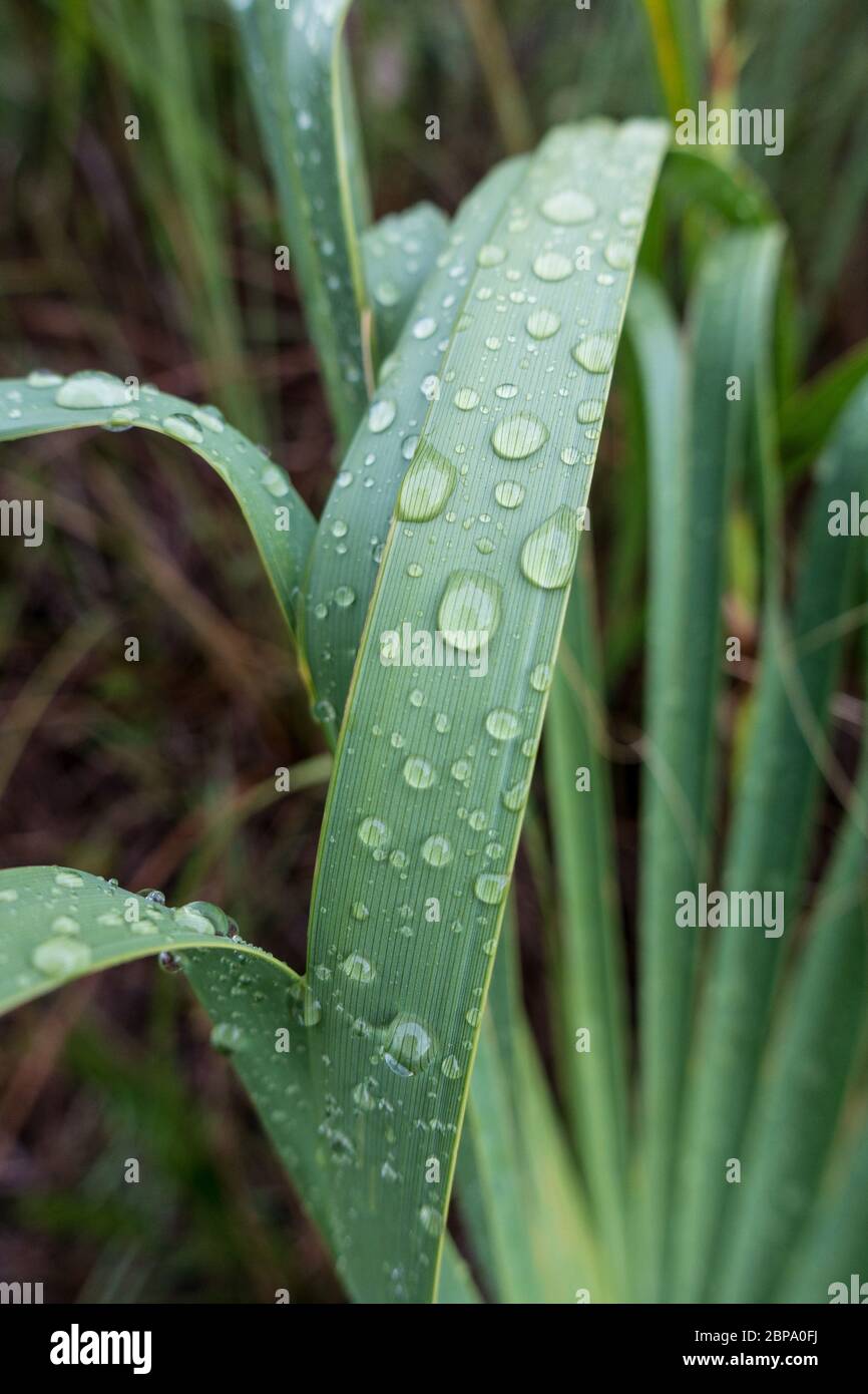 Rain drops cling to Sabal Palm fronds during rainy day in the Big ...