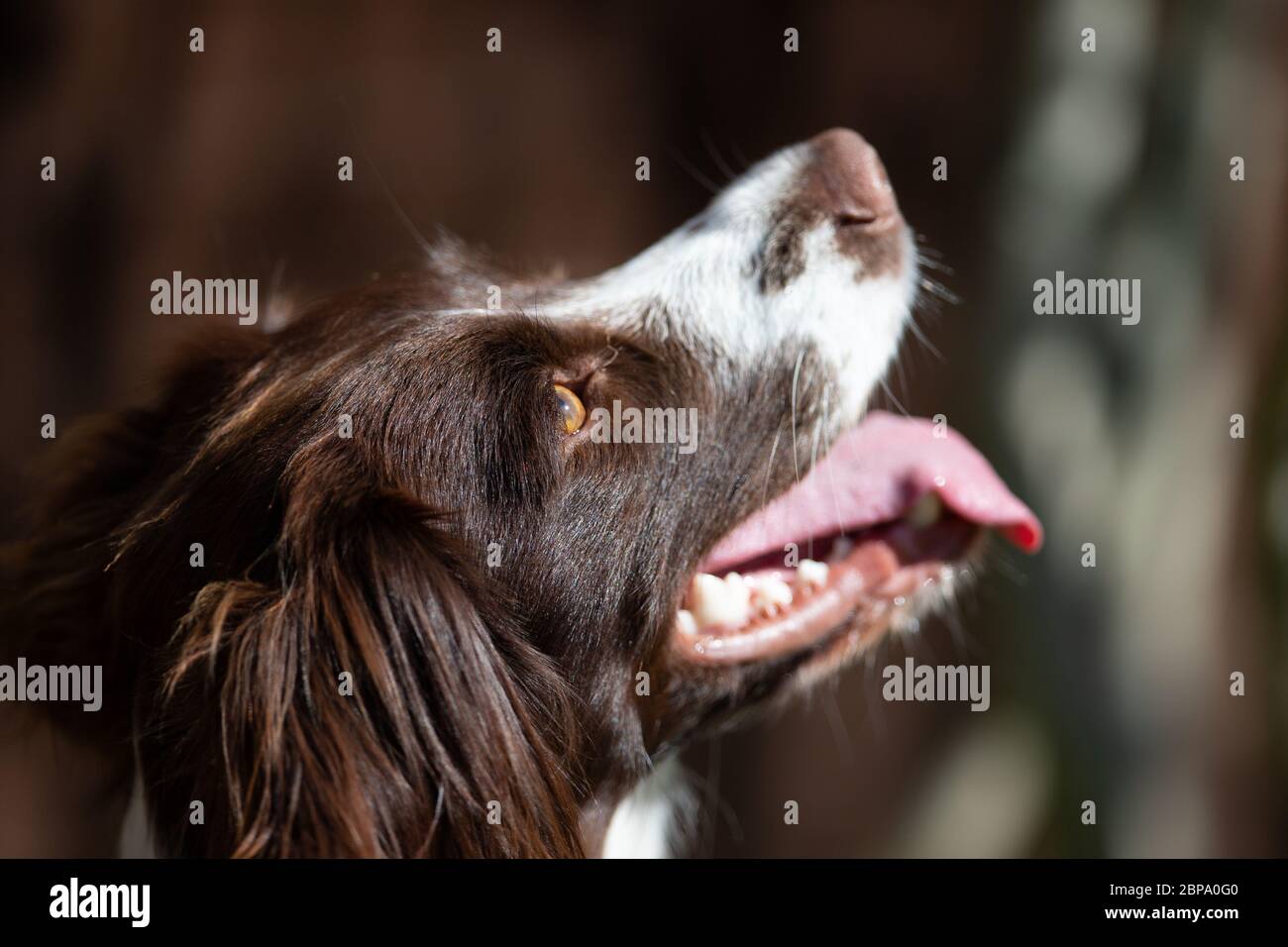 English Springer Spaniel, side portrait, detail Stock Photo - Alamy