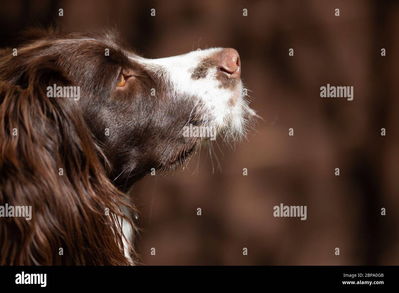 English springer spaniel police hi-res stock photography and images - Alamy