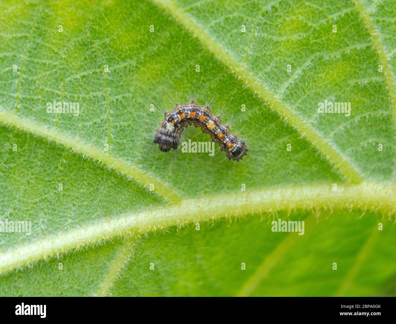 Gypsy moth larvae on leaf. Lymantria dispar Stock Photo - Alamy