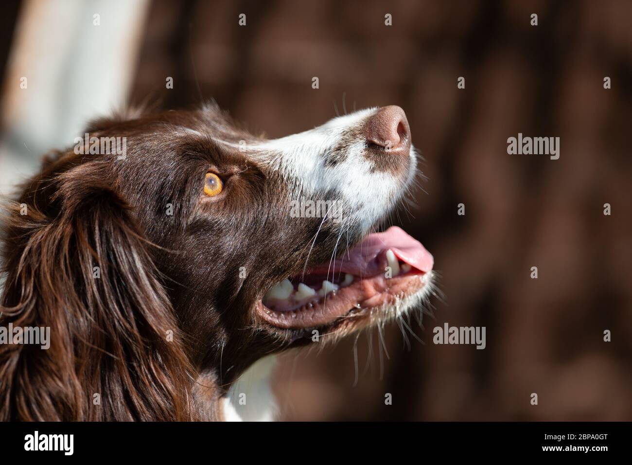 English springer spaniel police hi-res stock photography and images - Alamy