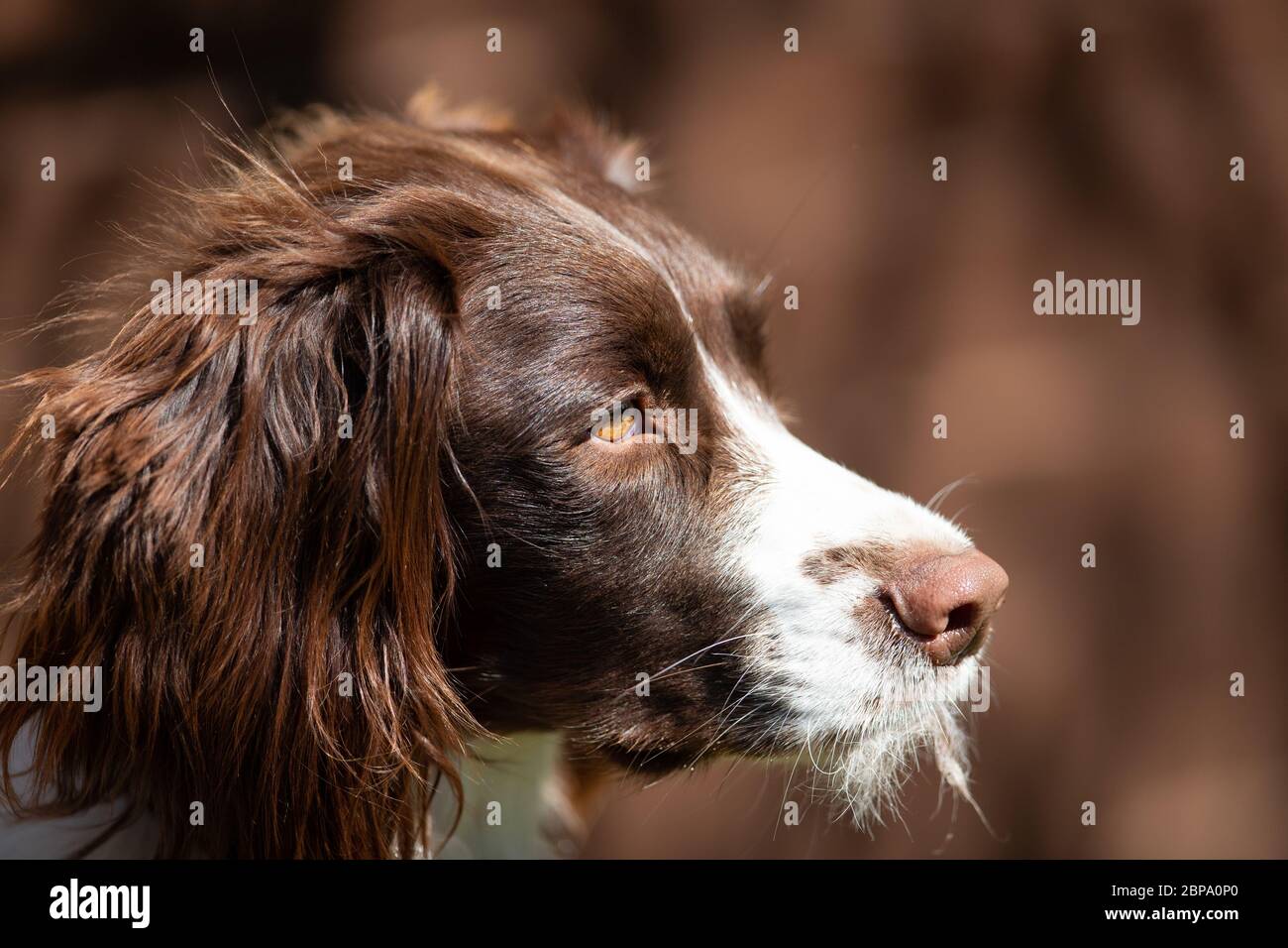 English Springer Spaniel, side portrait, detail Stock Photo - Alamy