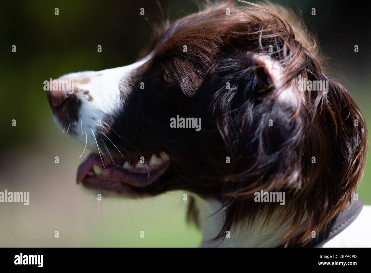 English Springer Spaniel, side portrait, detail Stock Photo - Alamy