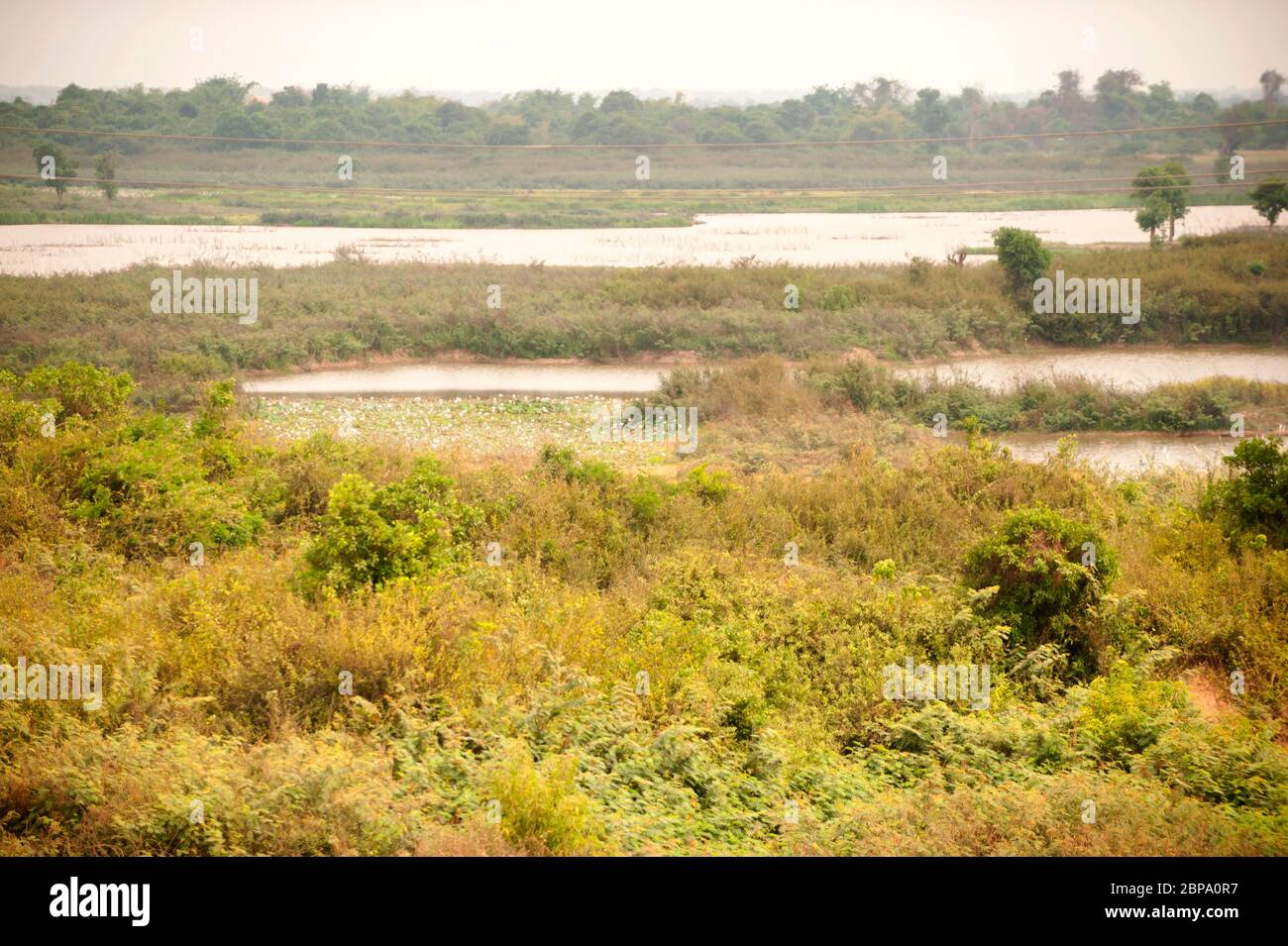Lotus flower farm hi-res stock photography and images - Alamy