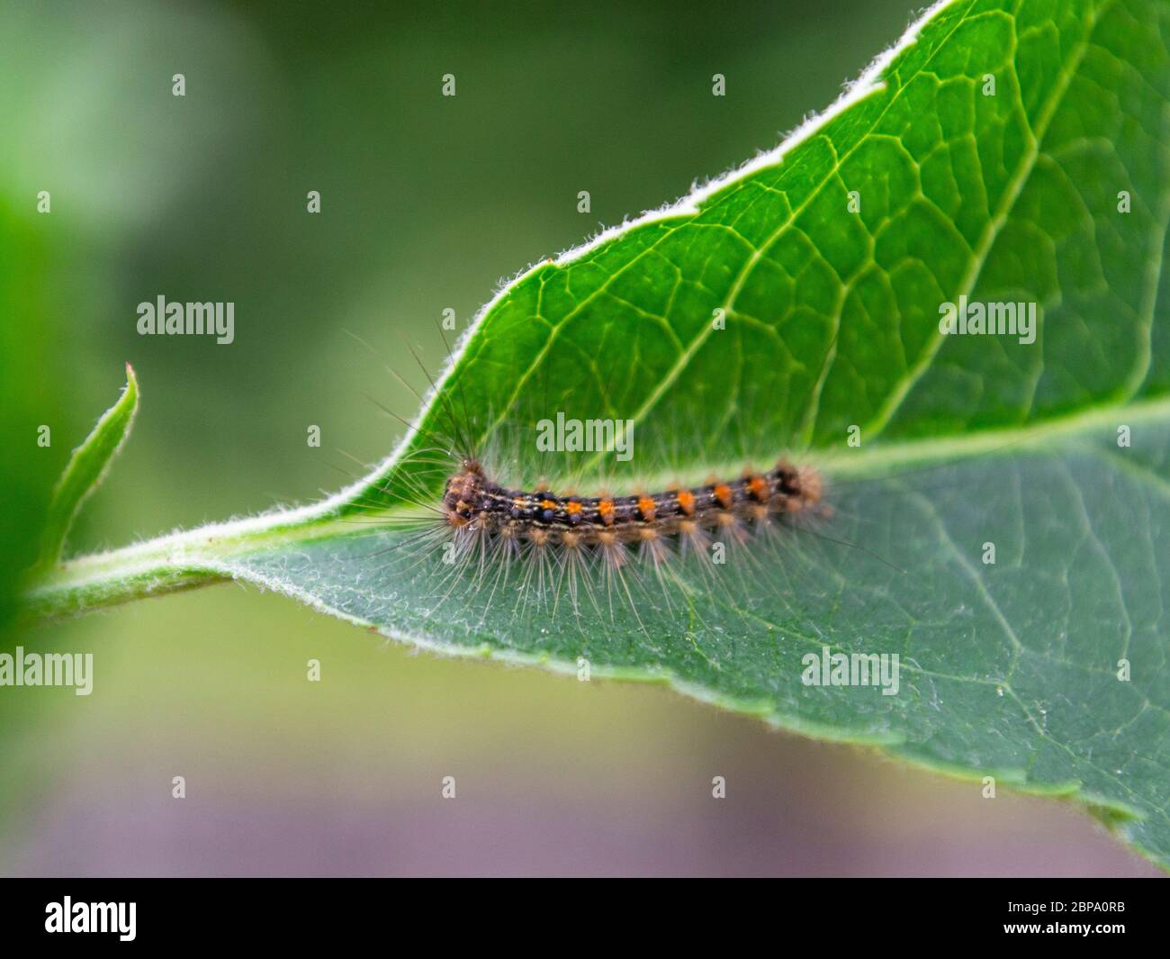 Gypsy moth larvae hi-res stock photography and images - Alamy