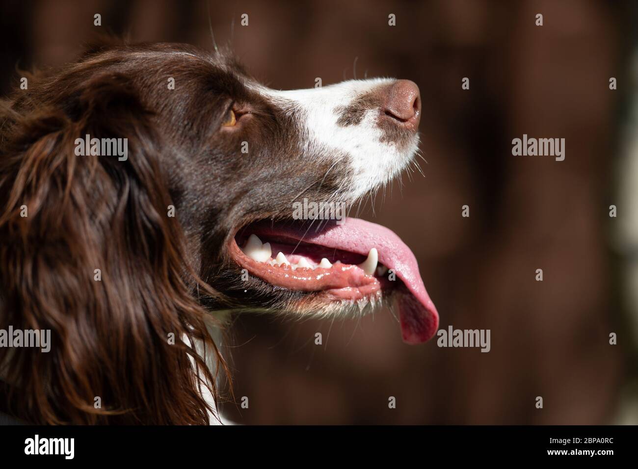 English springer spaniel police hi-res stock photography and images - Alamy