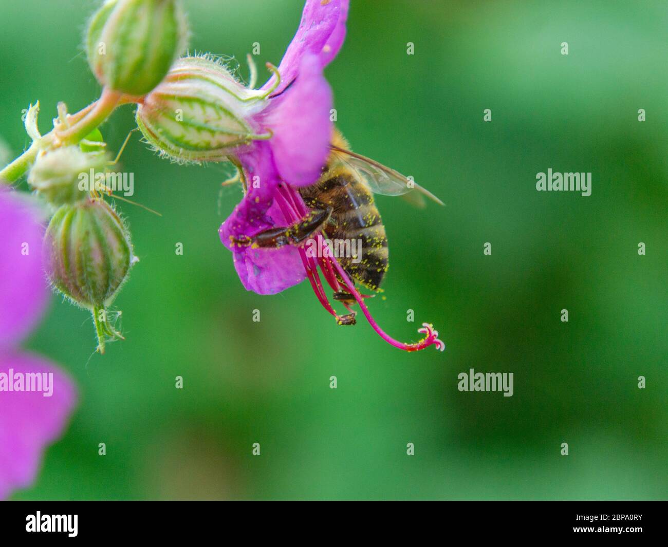 Bee hug flower, Anthophila on bigroot Geranium macrorrhizum Stock Photo ...