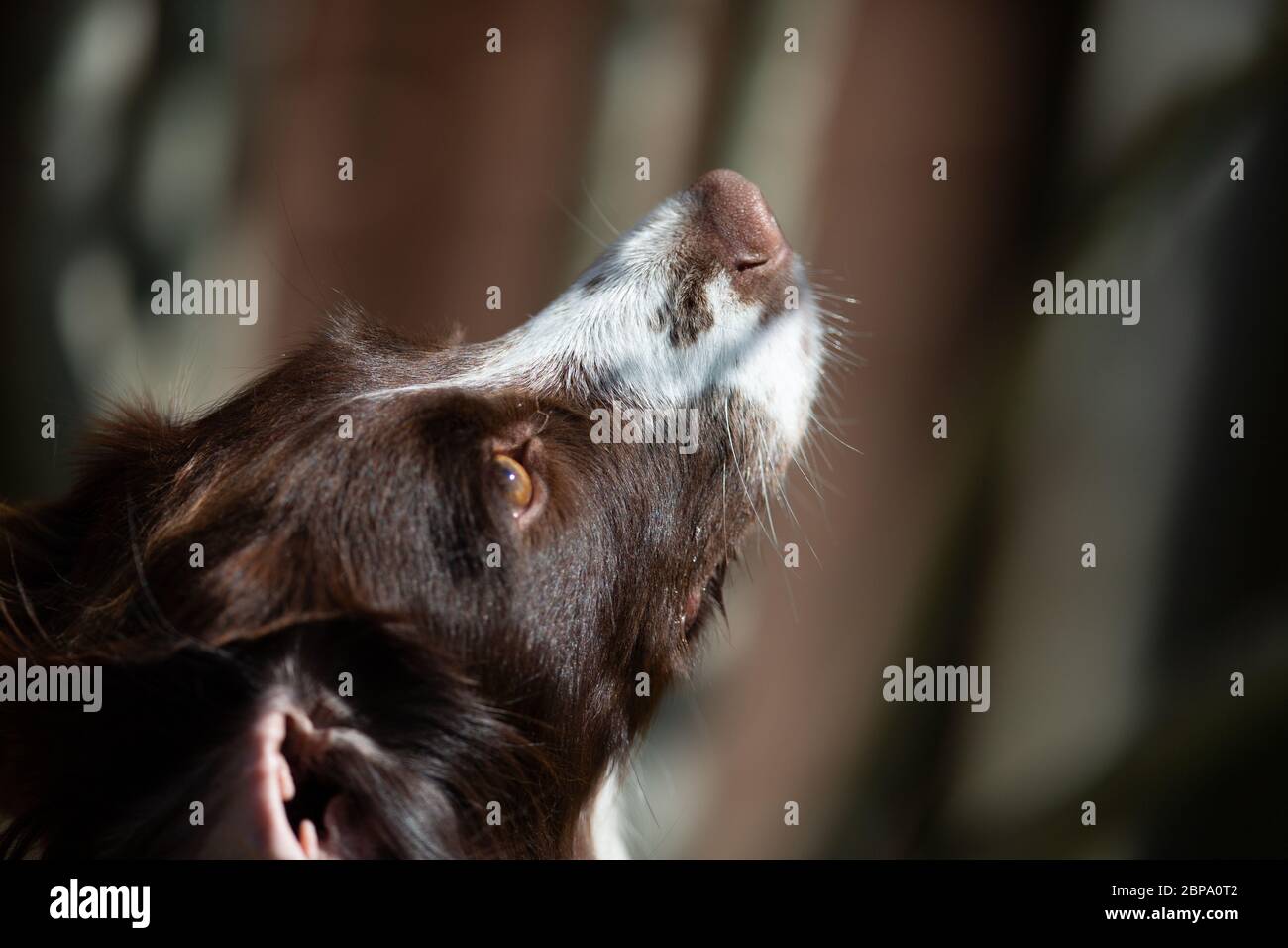 Side view beautiful springer spaniel hi-res stock photography and ...