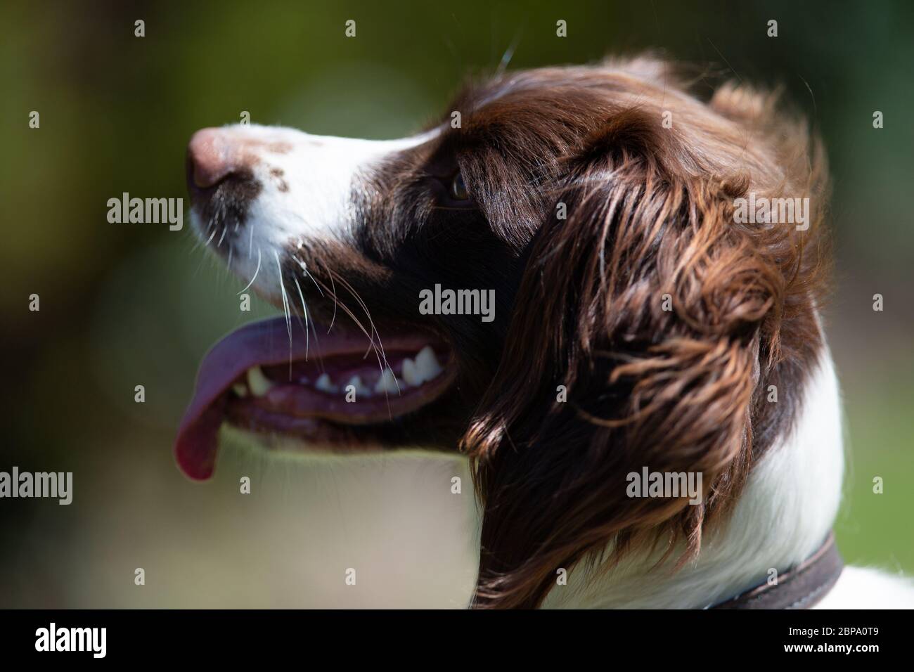 English Springer Spaniel, side portrait, detail Stock Photo - Alamy