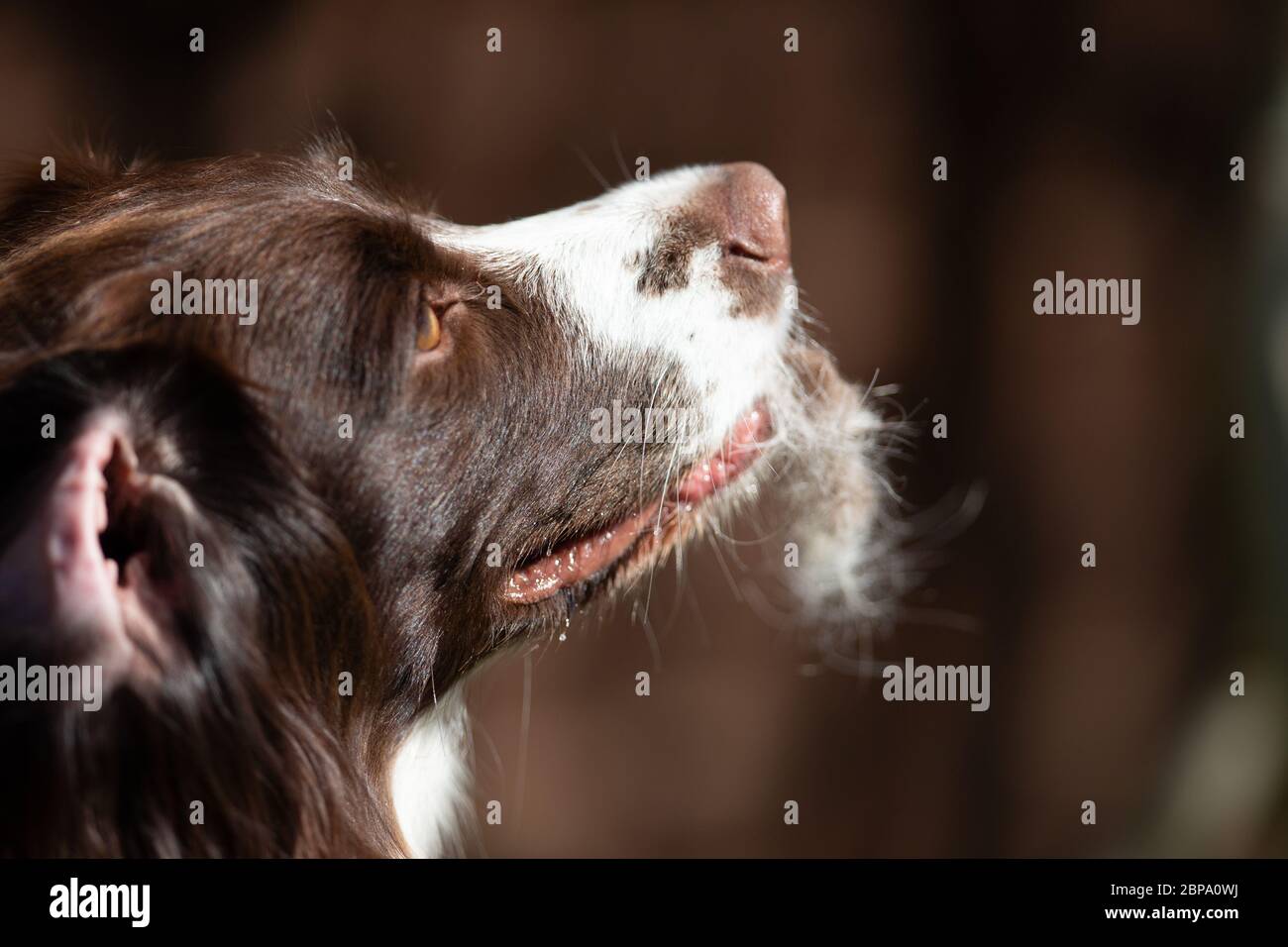 English Springer Spaniel, side portrait, detail Stock Photo - Alamy