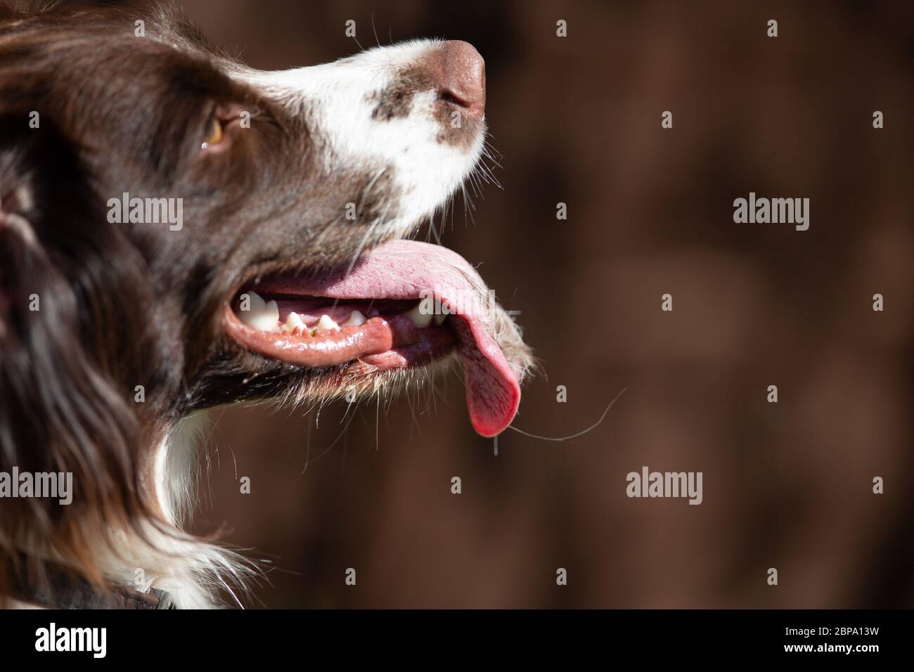 English Springer Spaniel, side portrait, detail Stock Photo - Alamy