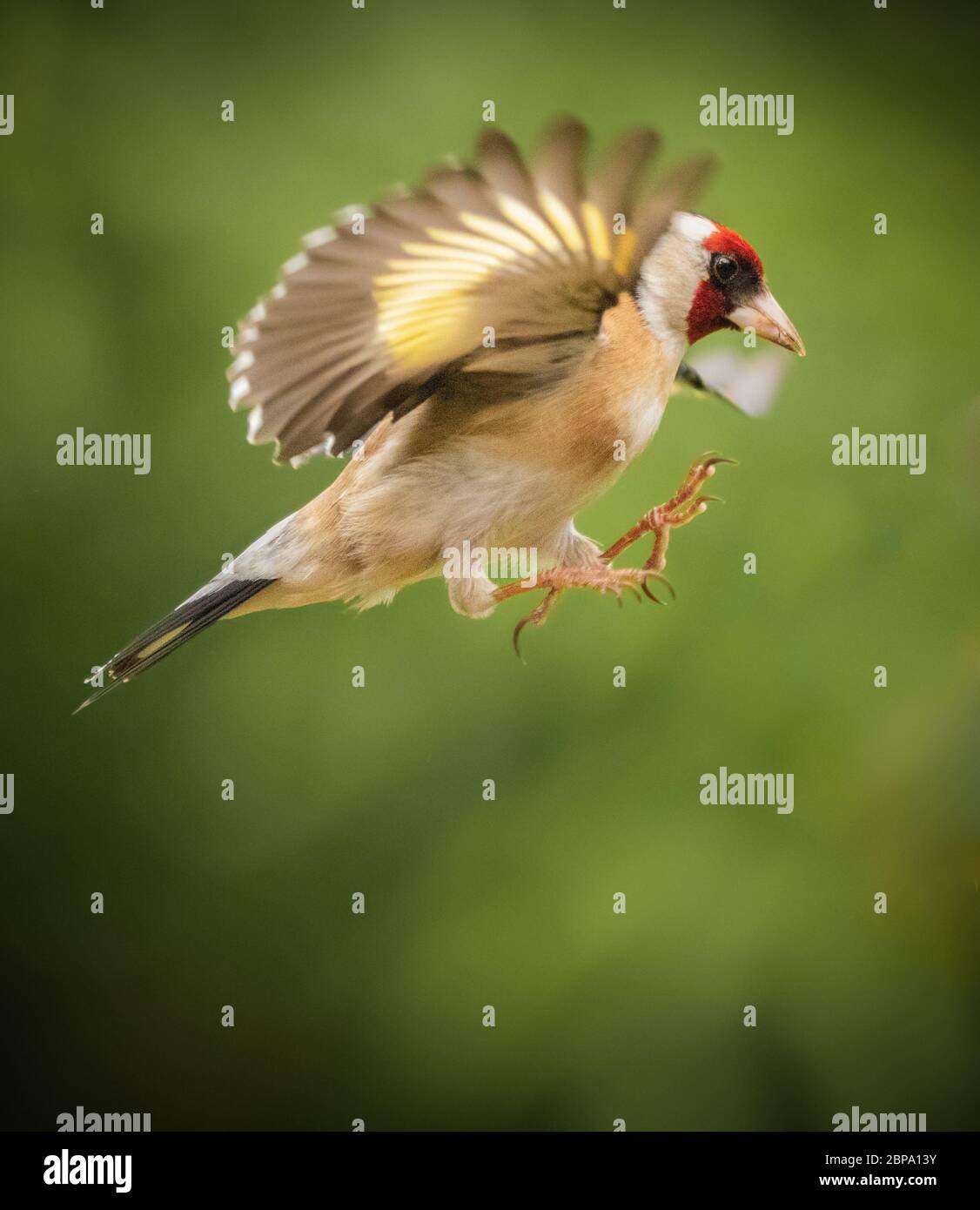Goldfinch in flight hi-res stock photography and images - Alamy