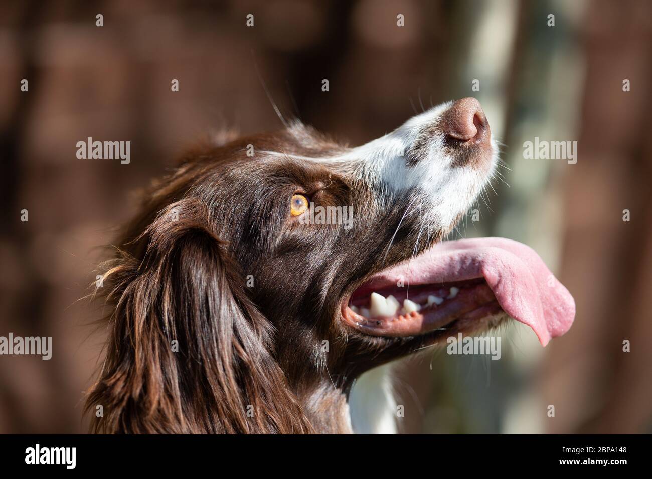 English springer spaniel police hi-res stock photography and images - Alamy
