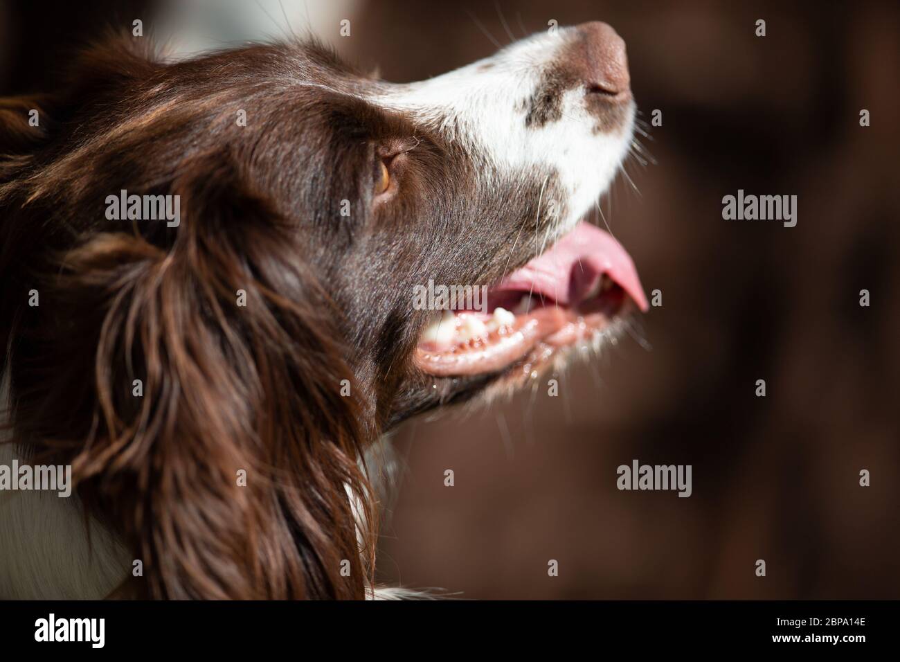 English Springer Spaniel, side portrait, detail Stock Photo - Alamy