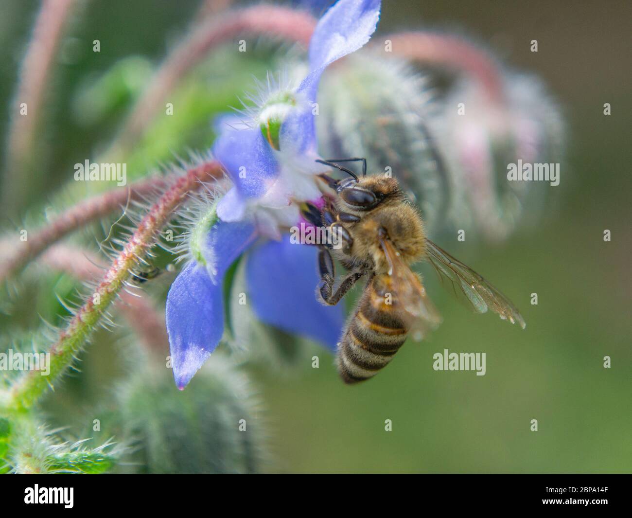 Anthophila hi-res stock photography and images - Alamy