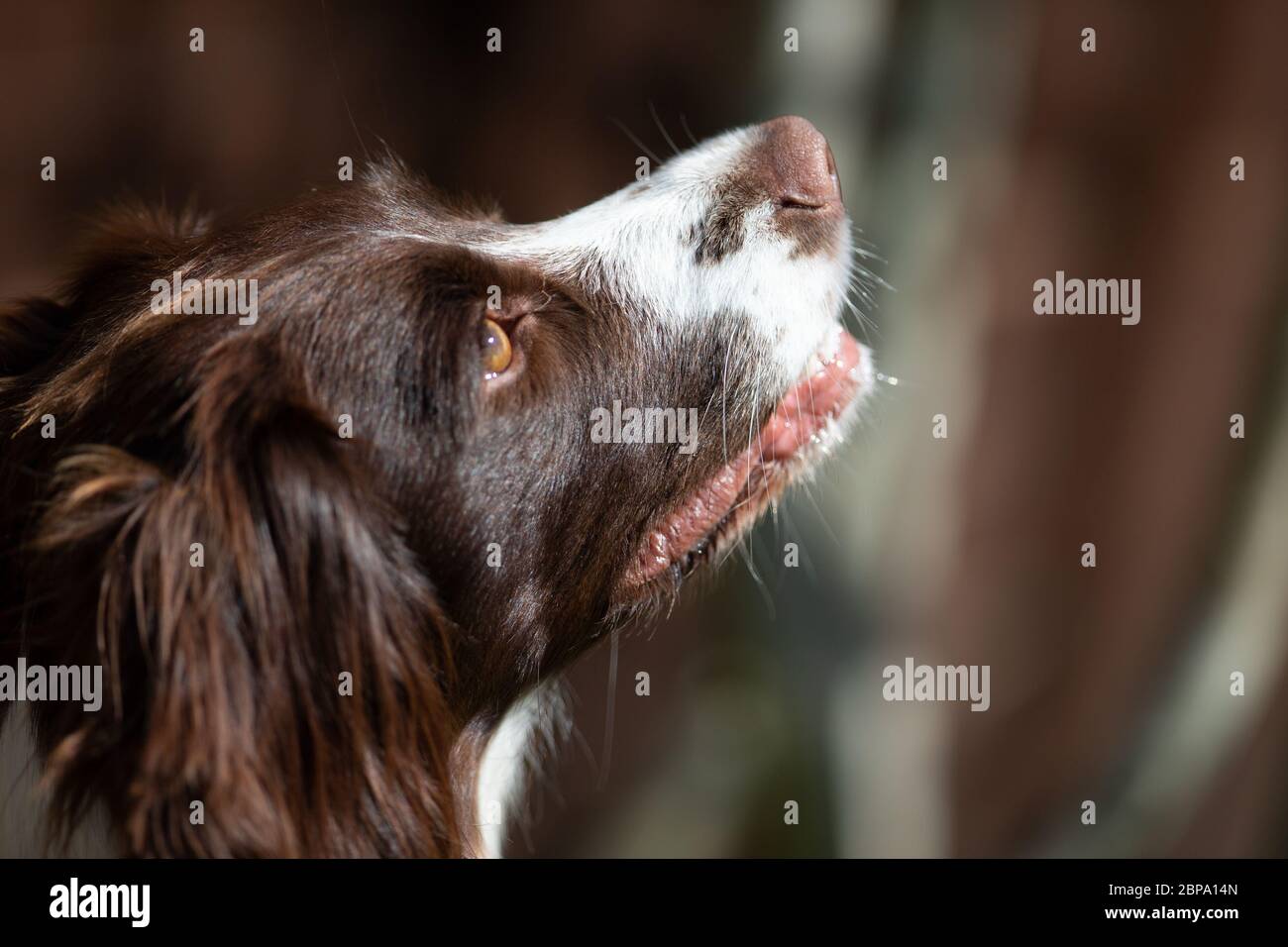 English Springer Spaniel, side portrait, detail Stock Photo - Alamy