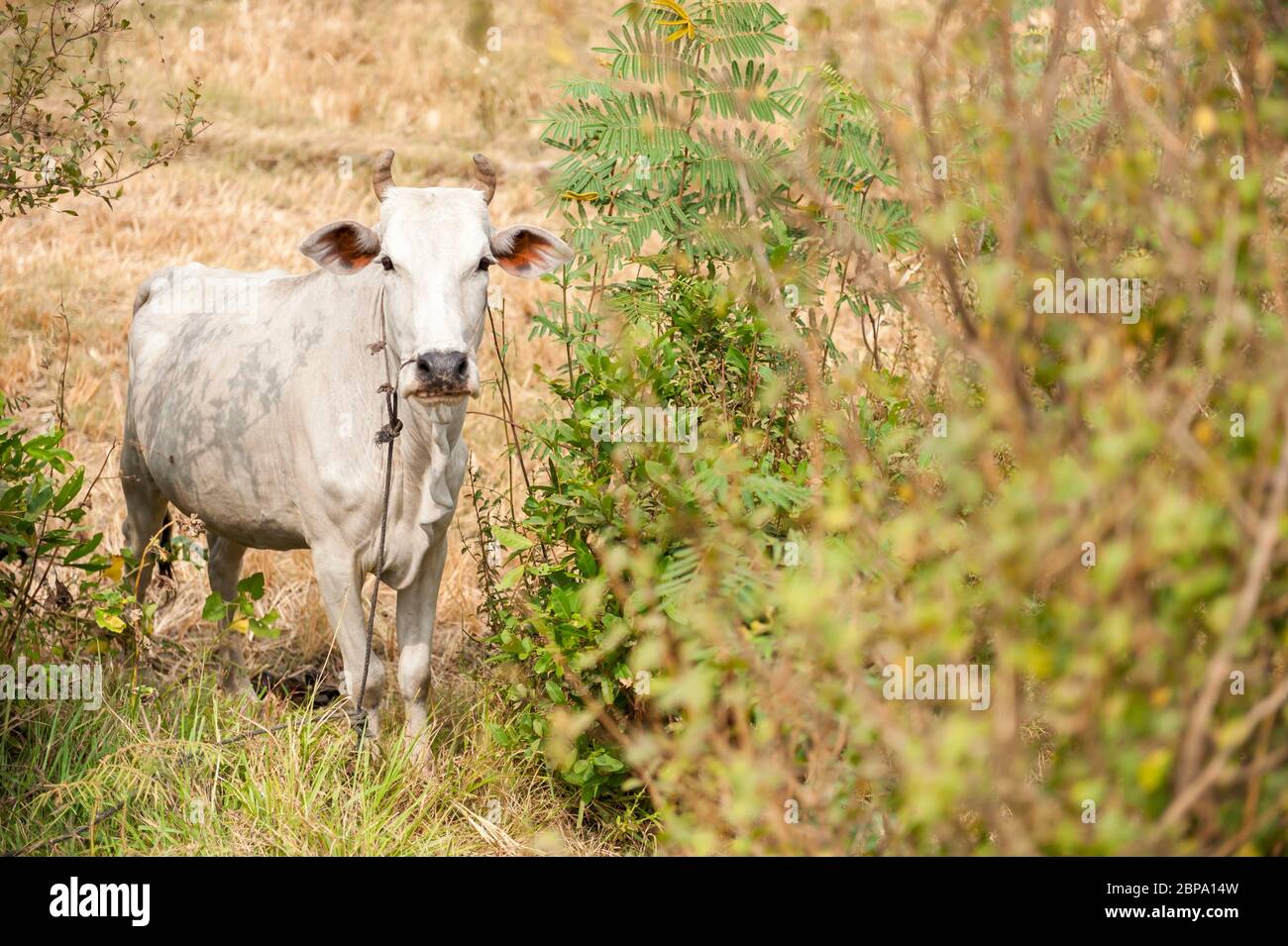 Southeast asian cows hi-res stock photography and images - Alamy