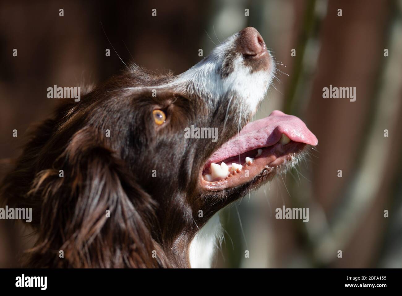 English Springer Spaniel, side portrait, detail Stock Photo - Alamy