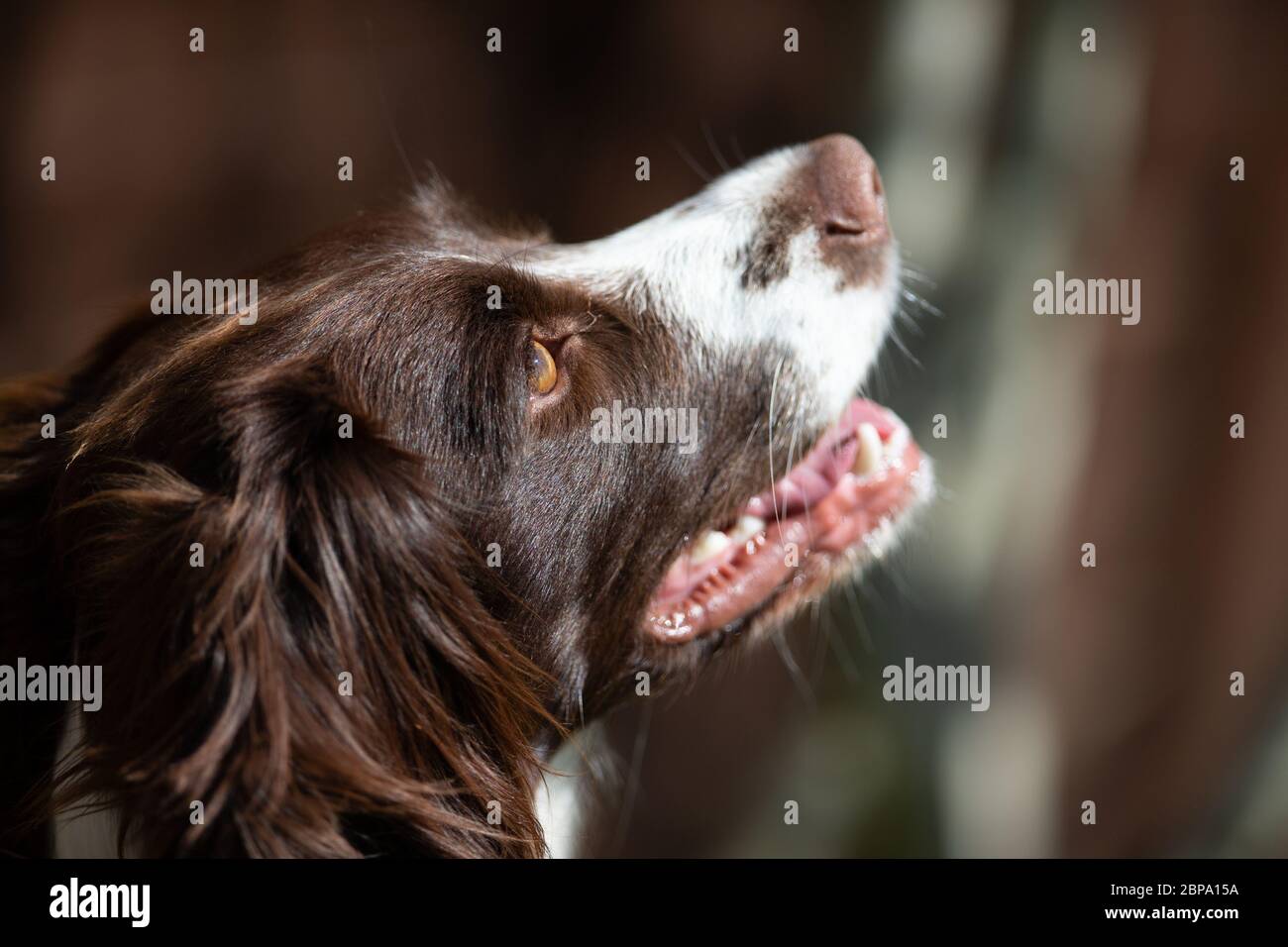 English springer spaniel police hi-res stock photography and images - Alamy