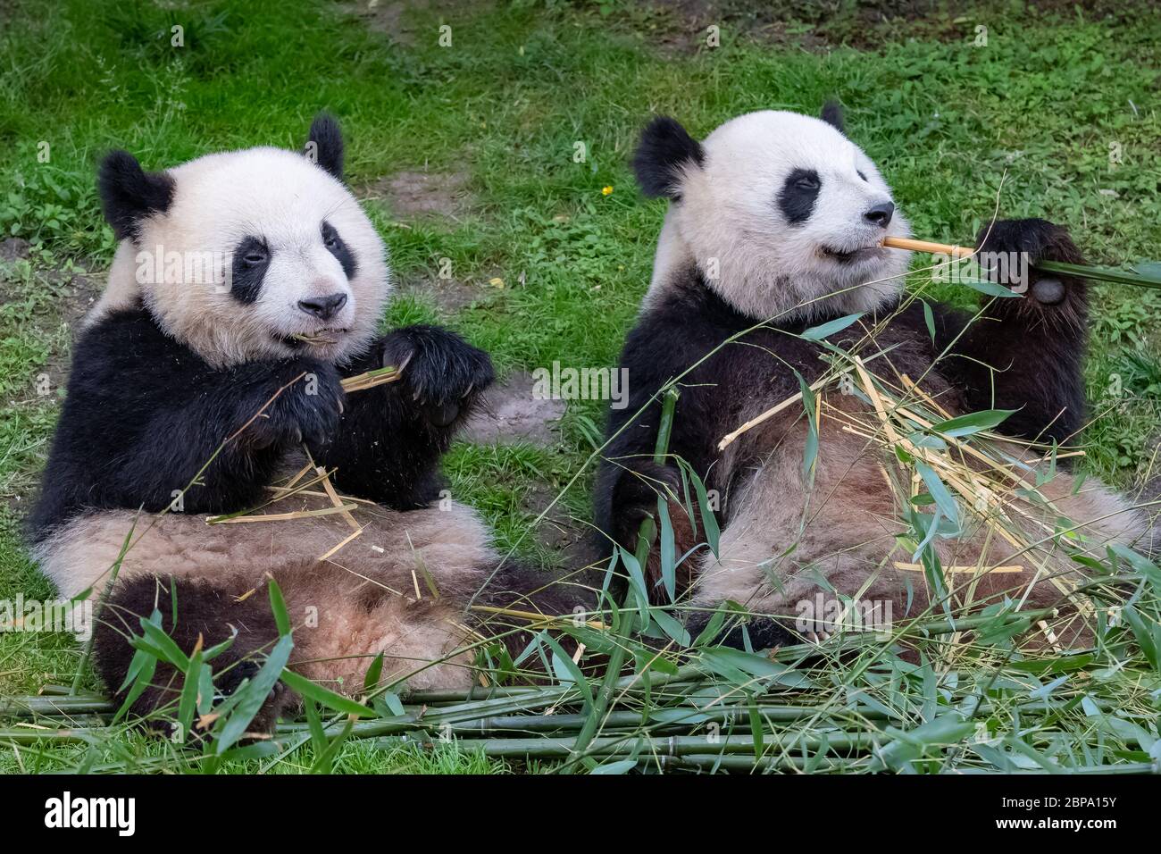 Cute Panda Bear Eating