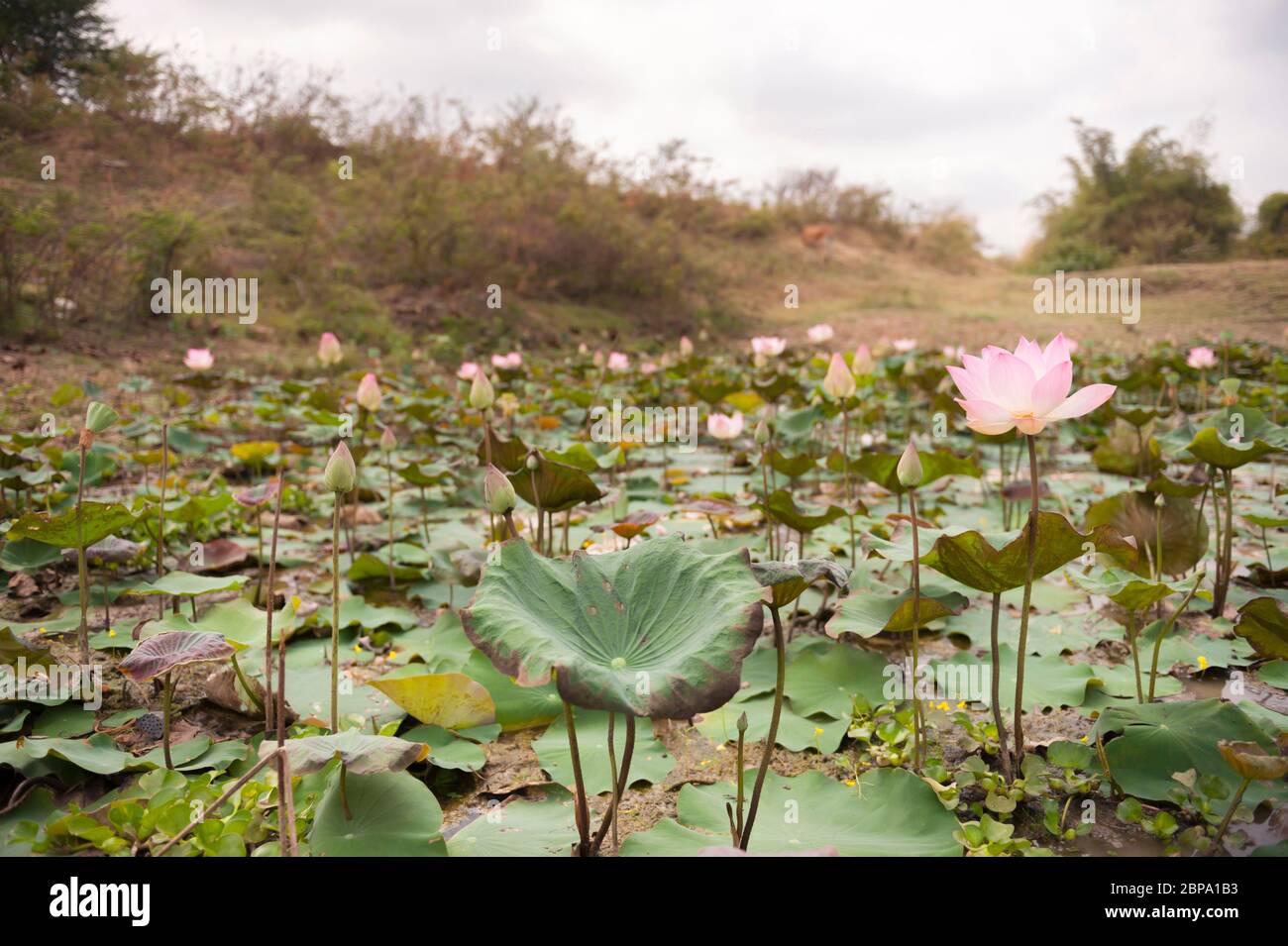 Growing Nelumbo Nucifera