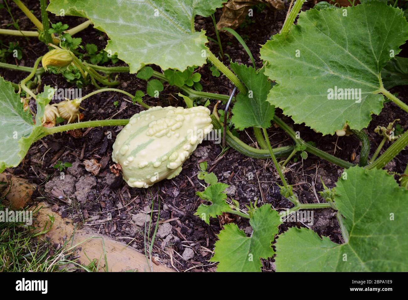 Pear shaped leaves hi-res stock photography and images - Alamy