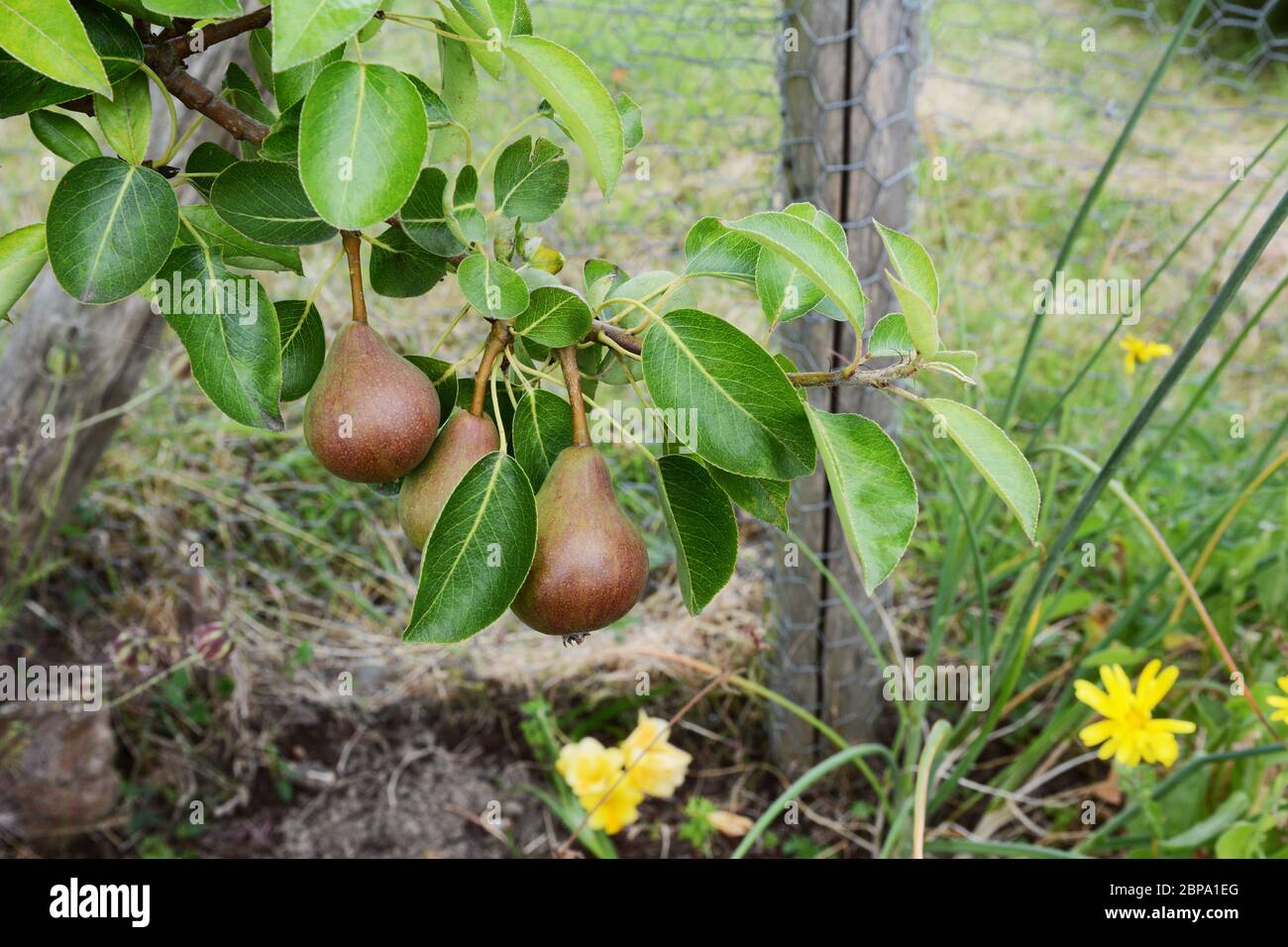 Three red-green Williams pears growing on the branch of a fruit tree ...