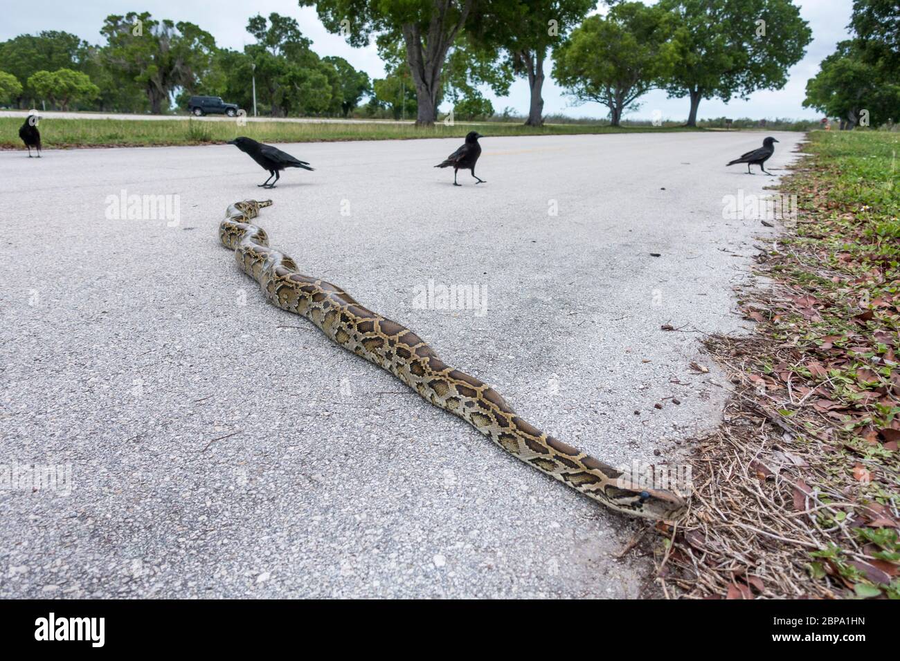 A seven-foot-long Burmese python is harassed by crows as it crosses ...