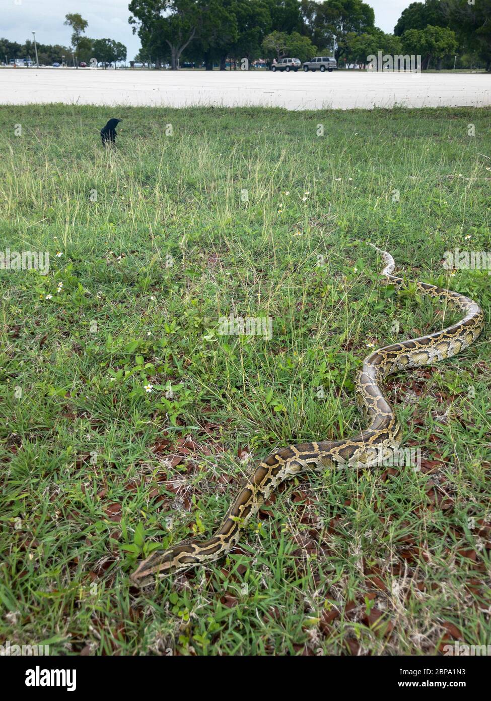 A seven-foot-long Burmese python is harassed by crows as it crosses ...