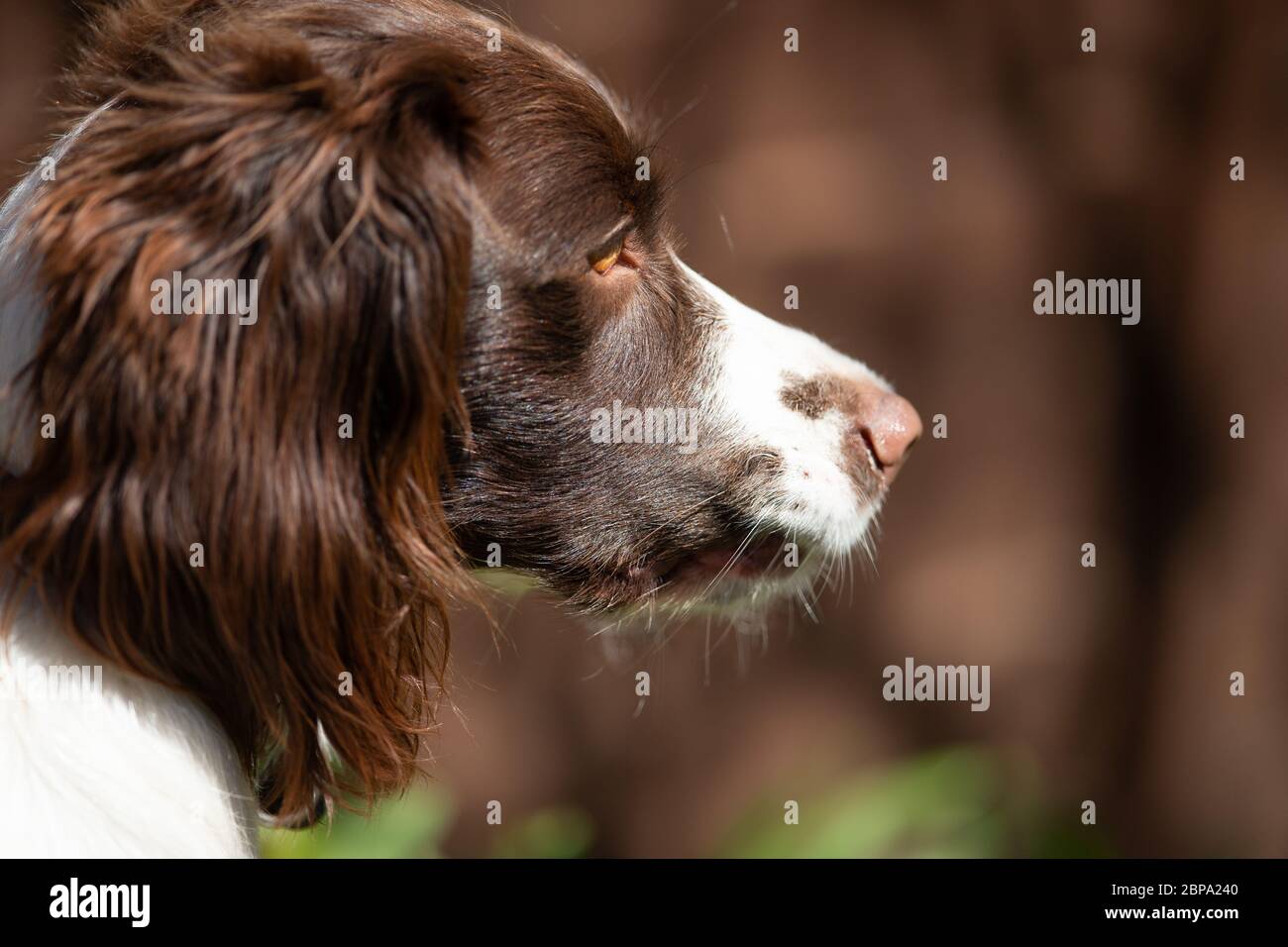 English Springer Spaniel, side portrait, detail Stock Photo - Alamy