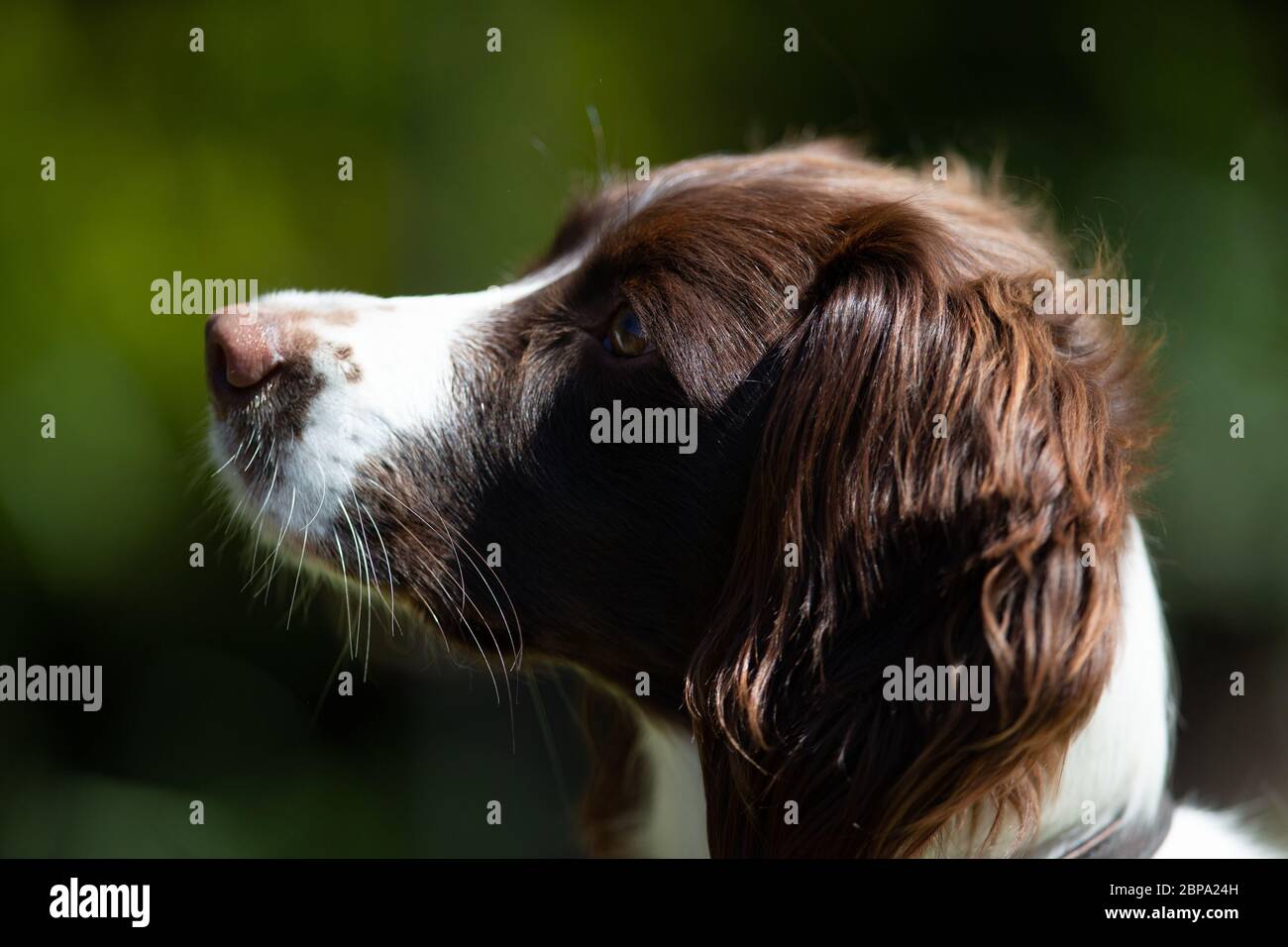 English Springer Spaniel Police High Resolution Stock Photography and ...