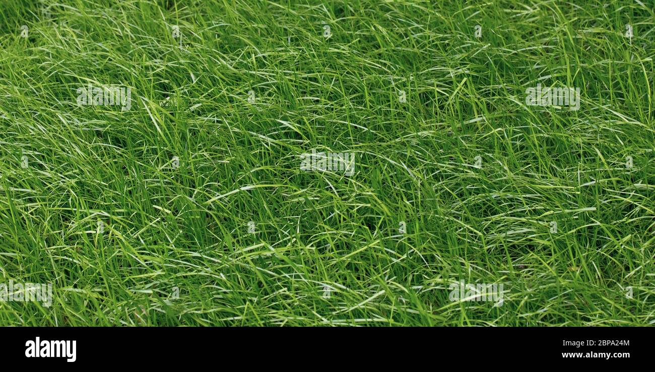 Surface field hi-res stock photography and images - Alamy