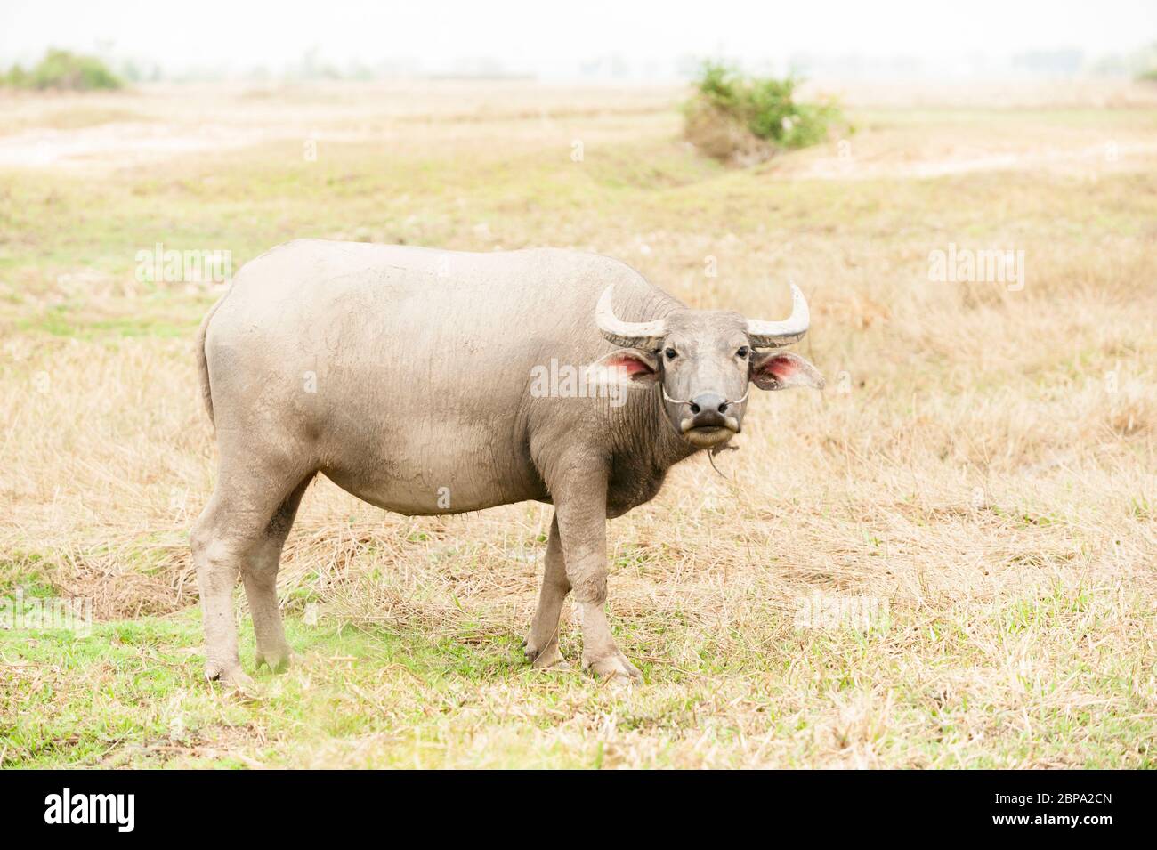 Water buffalo, Bubalus bubalis in Central Cambodia, Southeast Asia ...