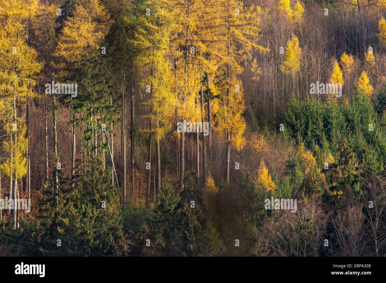Autumn landscape (shallow DOF; color toned image Stock Photo - Alamy